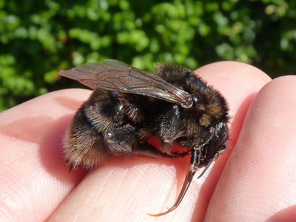 Jordboende Humle (Bombus subterraneus) - Naturbasen