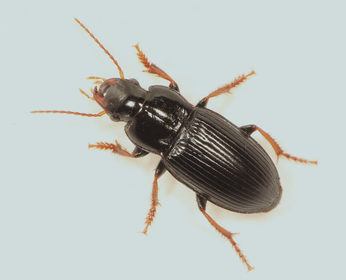 Harpalus attenuatus (Harpalus attenuatus) - Naturbasen