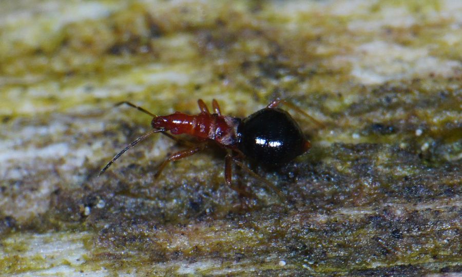Microphysidae (Microphysidae) - Naturbasen - Danmarks Artsportal