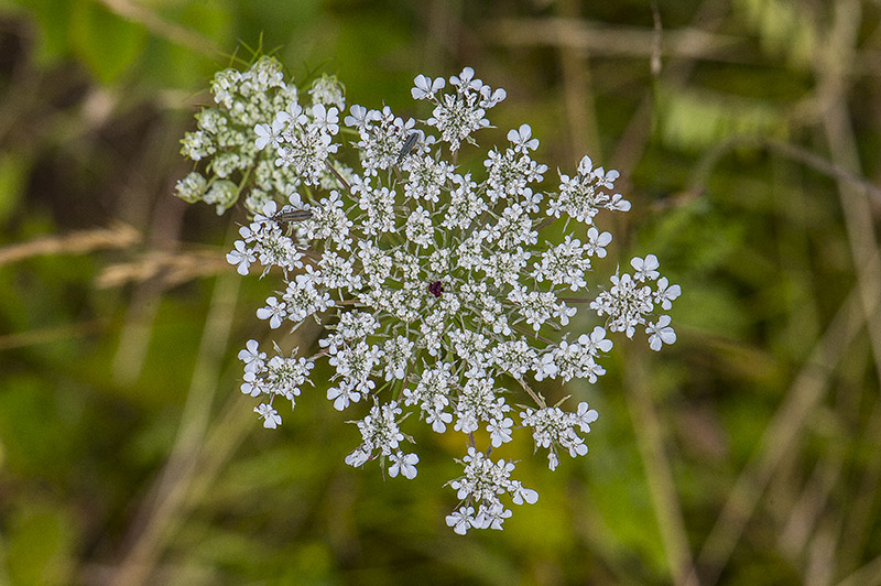 Vild Gulerod - Observation NB-1658370 - Naturbasen