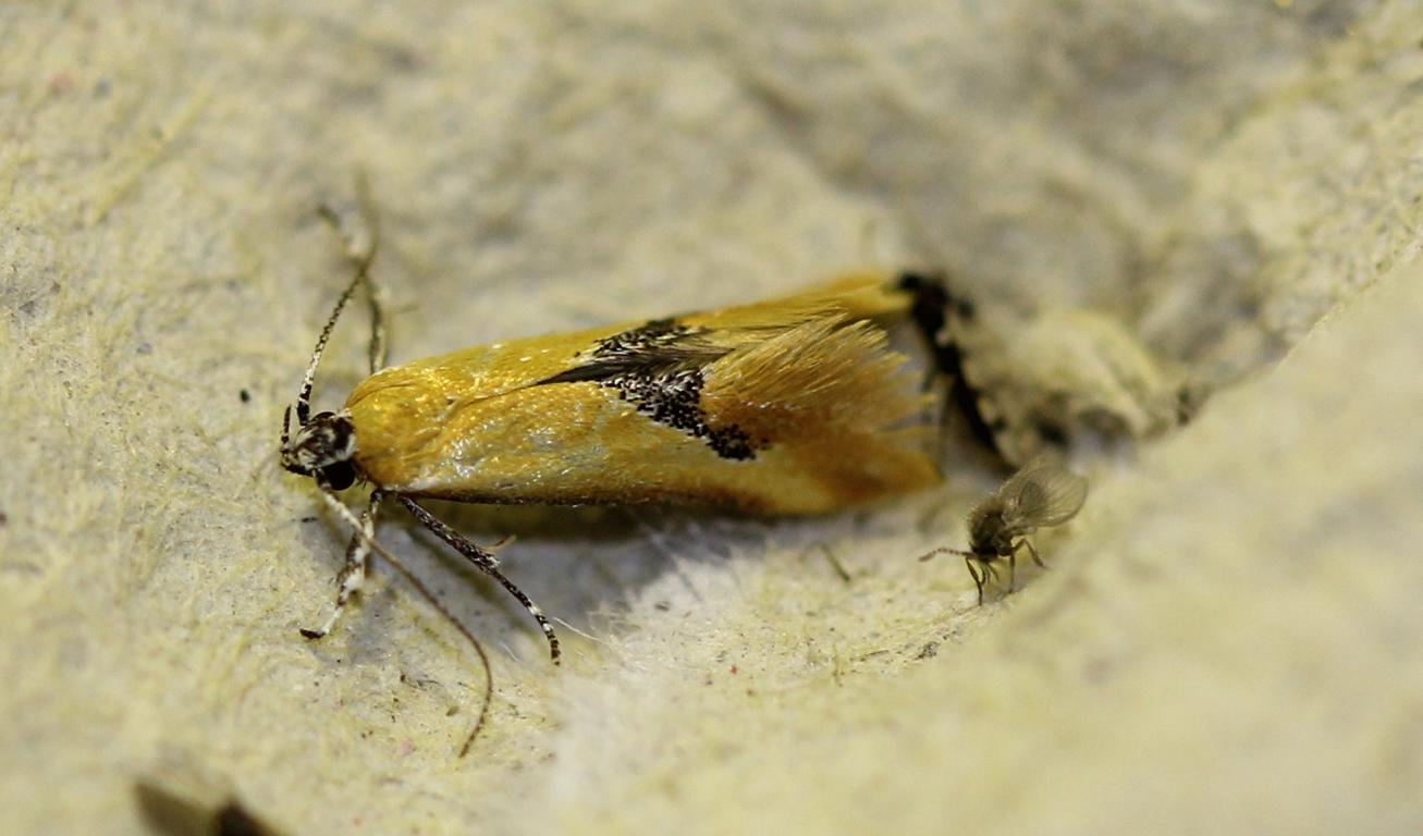 Batia internella (Batia internella) - Naturbasen