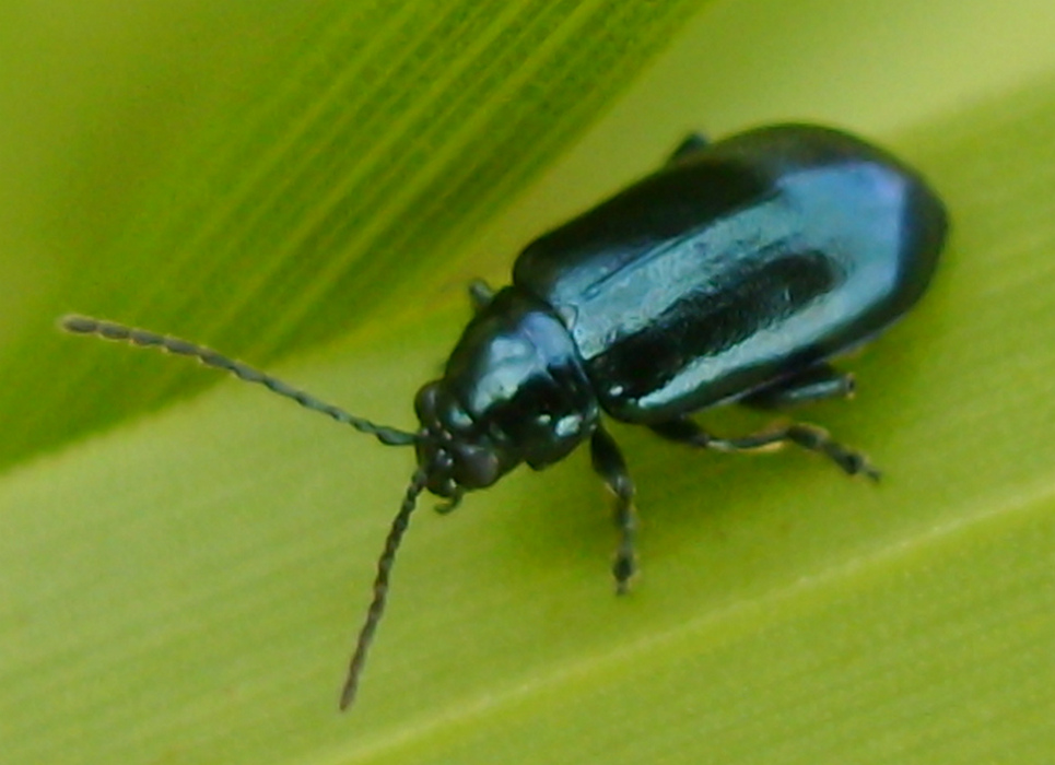 Altica sp. - Observation NB-1676606 - Naturbasen