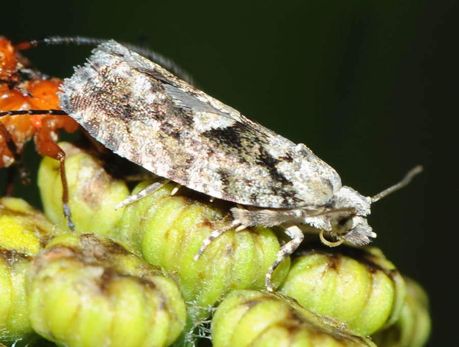 Zeiraphera isertana - Observation NB-1679822 - Naturbasen