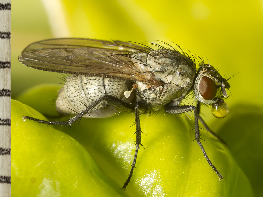 Anthomyia liturata (Anthomyia liturata) - Naturbasen