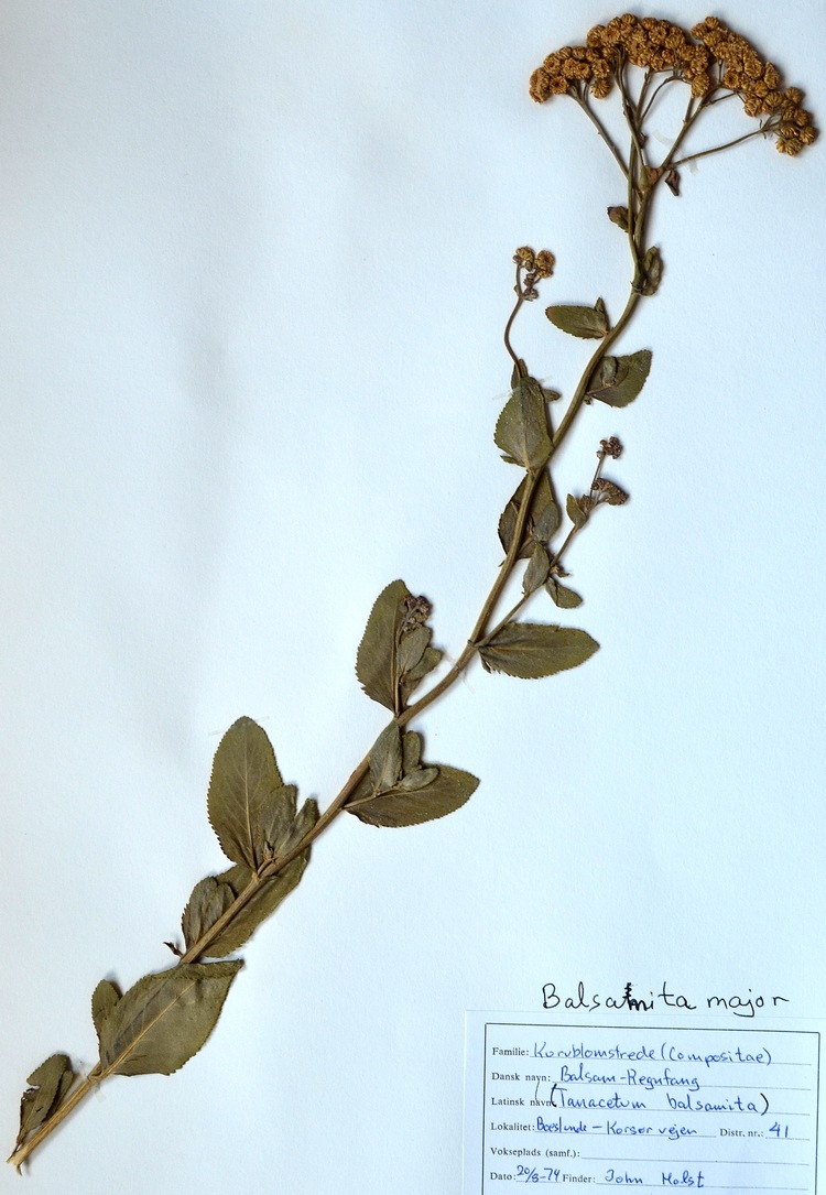 Balsam-Rejnfan (Tanacetum balsamita) - Naturbasen