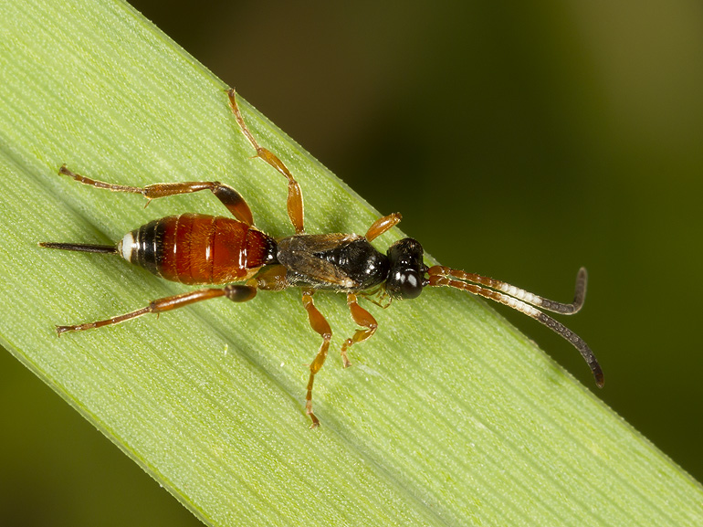 Kort Propelhveps (Pleolophus brachypterus) - Naturbasen