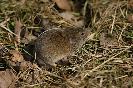 Almindelig Markmus - Observation NB-51439 - Naturbasen