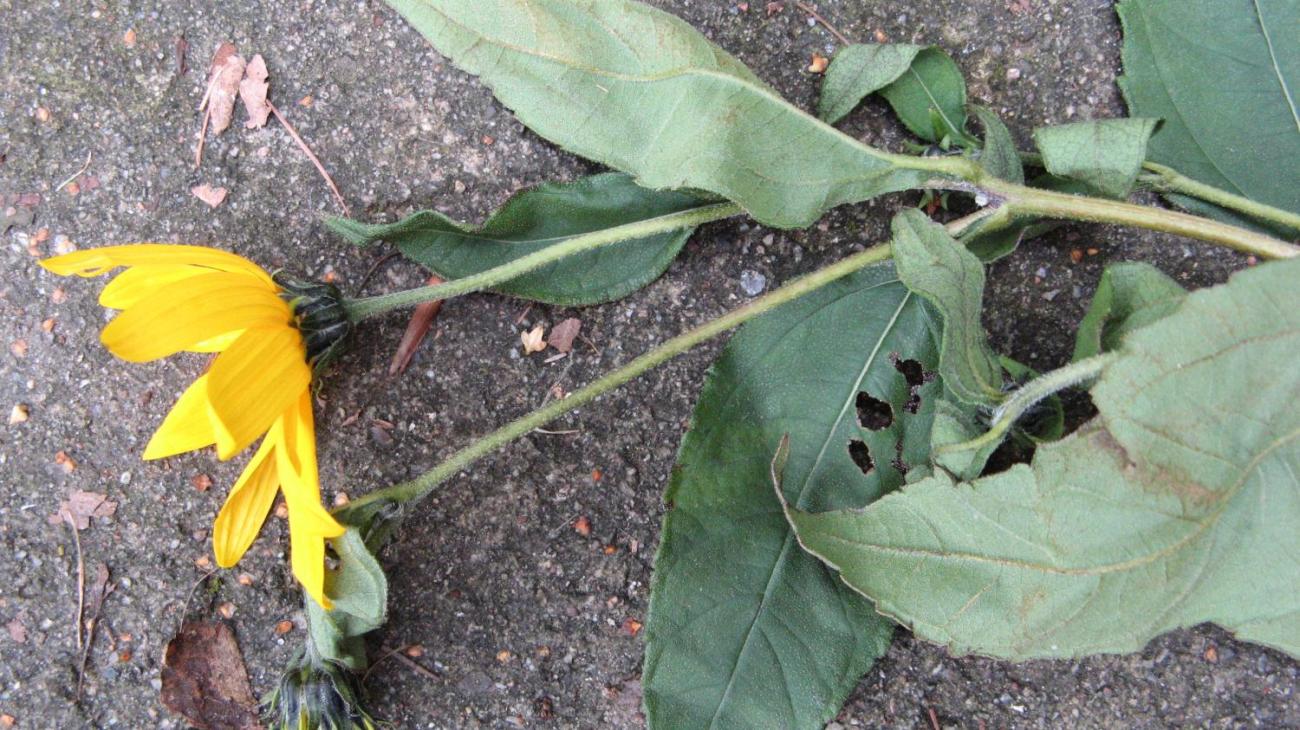 Arter der begynder med 'Musculium ' - Naturbasen