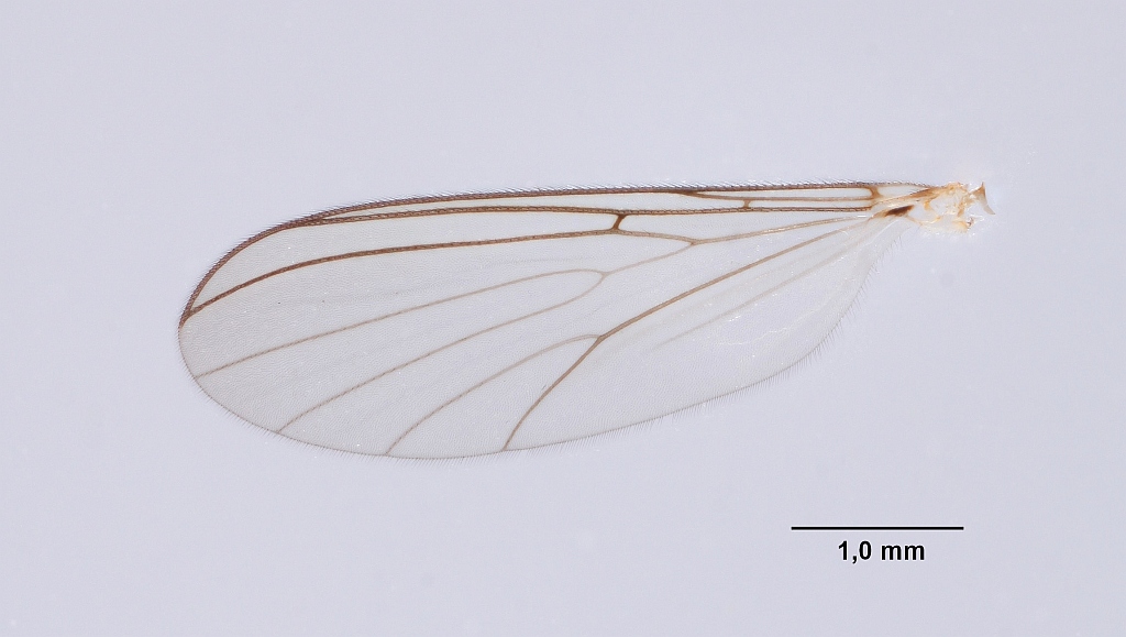 Arter der begynder med 'Rhopus ' - Naturbasen