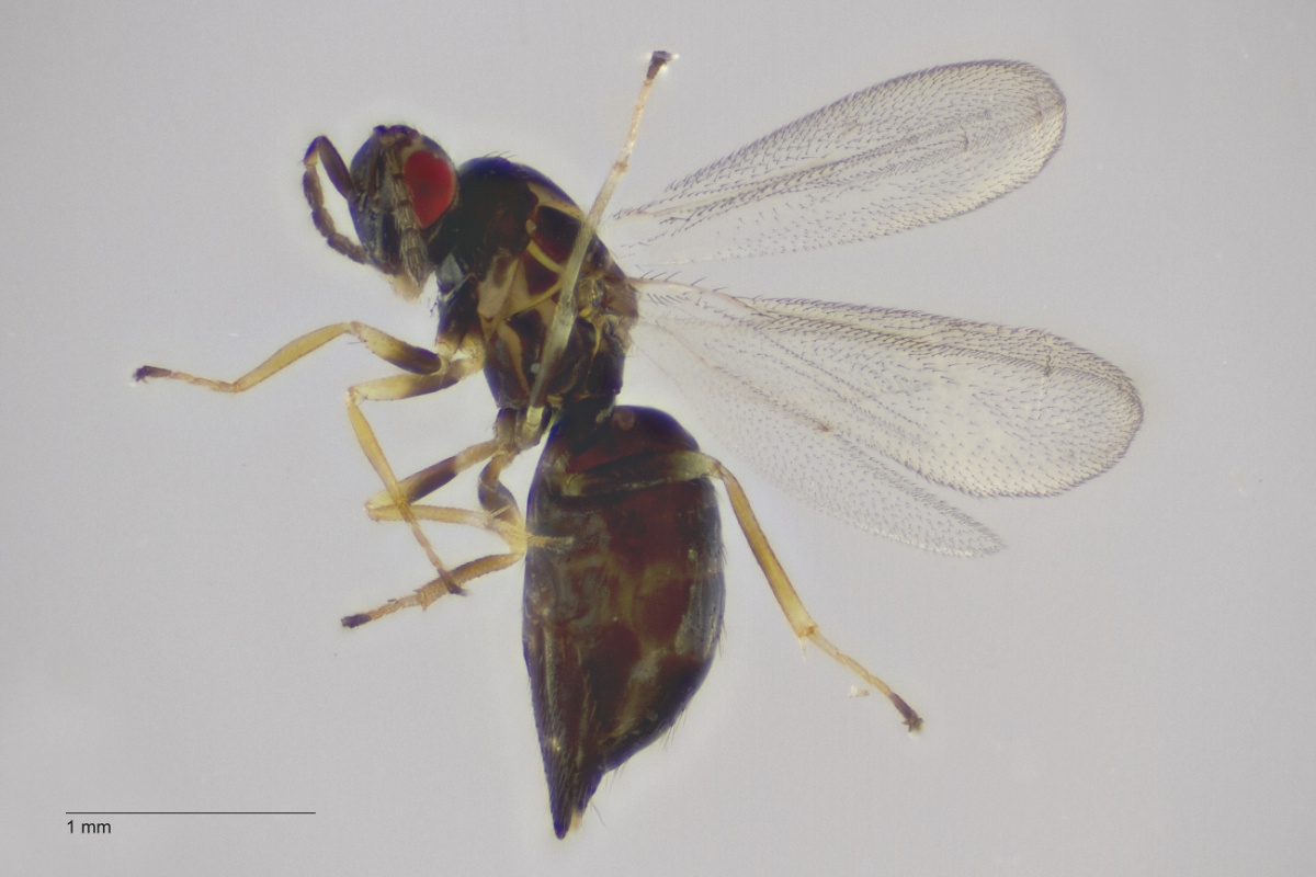 Aprostocetus aethiops (Aprostocetus aethiops) - Naturbasen