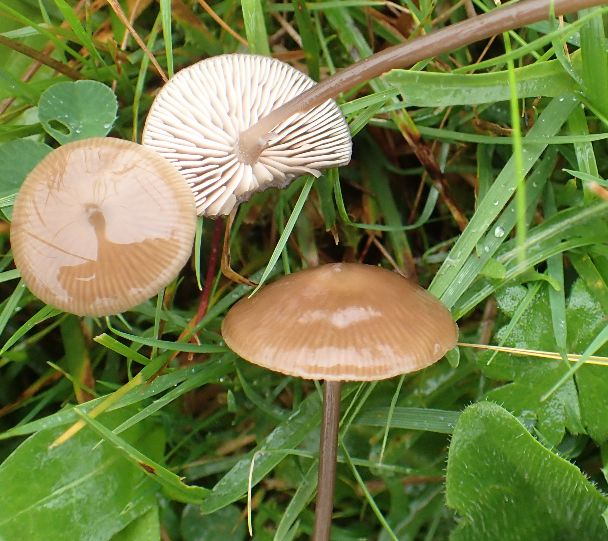 Hvidbladet Rødblad (Entoloma infula var. infula) - Naturbasen