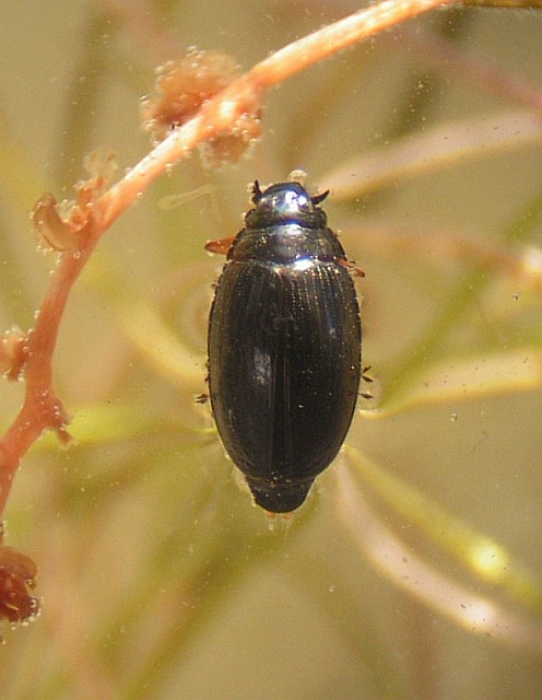 Gyrinus distinctus (Gyrinus distinctus) - Naturbasen