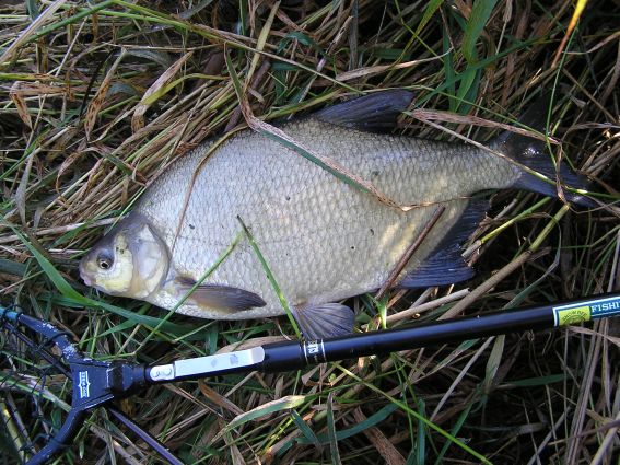 Brasen (Abramis brama) - Naturbasen