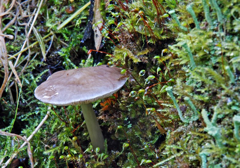 Pudret Skærmhat (Pluteus nanus) - Naturbasen