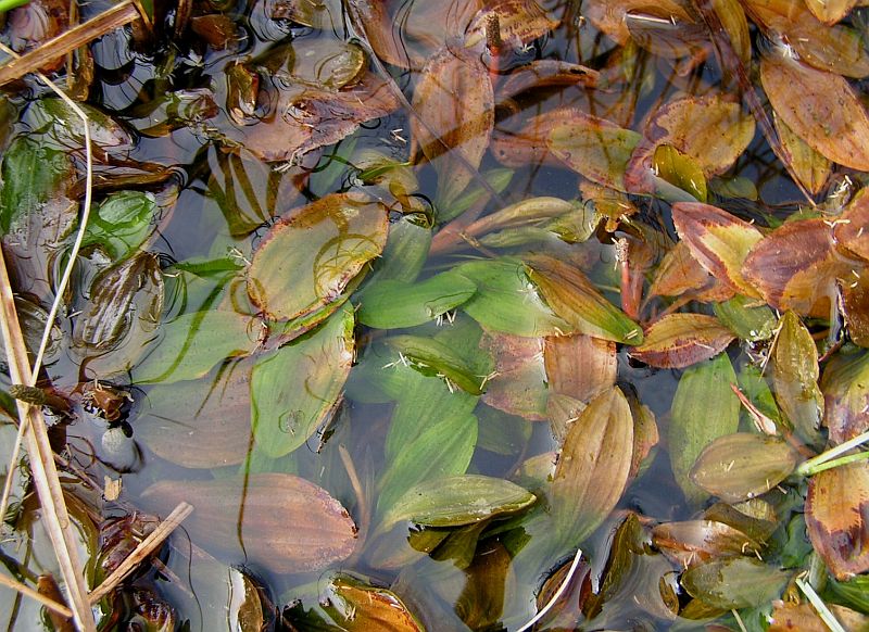Vejbred-Vandaks (Potamogeton coloratus) - Naturbasen