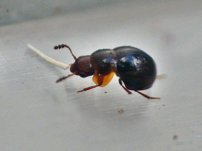 Agathidium varians - Observation NB-346612 - Naturbasen