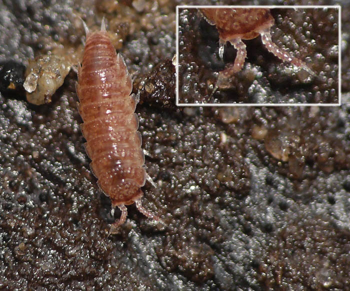 Storkrebs (Malacostraca) - Naturbasen - Danmarks Artsportal