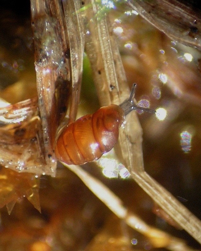 Skæv Vindelsnegl (Vertigo angustior) - Naturbasen