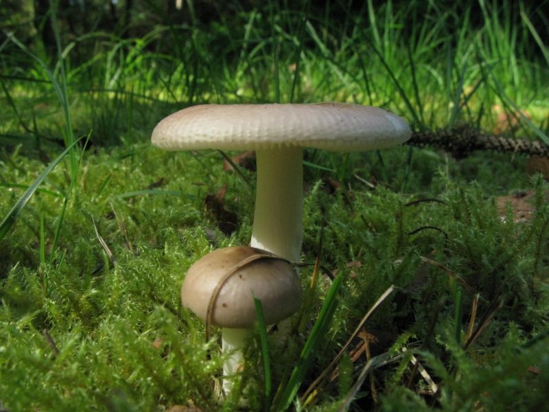 Slank Skørhat (Russula gracillima) - Naturbasen