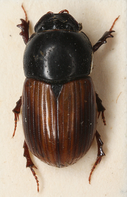 Aphodius foetidus (Aphodius foetidus) - Naturbasen