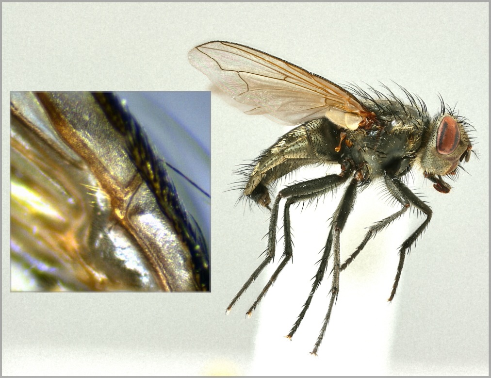 Pollenia pediculata (Pollenia pediculata) - Naturbasen