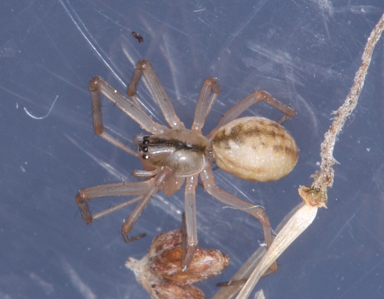 Kærbaldakinspinder (Microlinyphia impigra) - Naturbasen