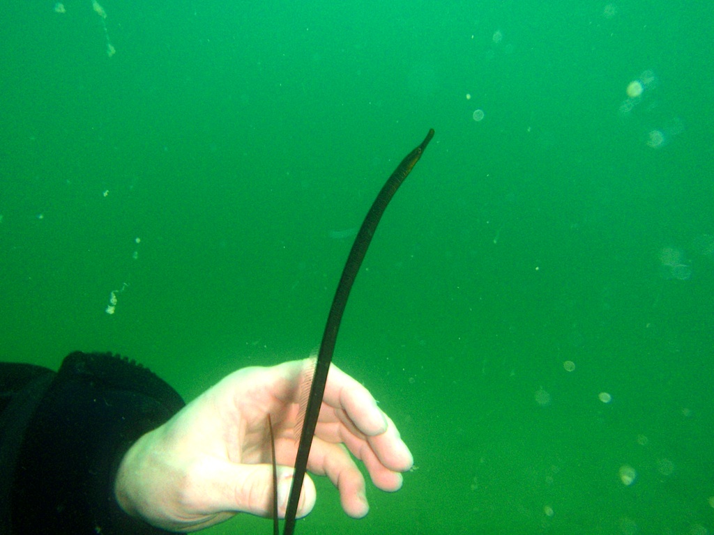 Snippe (Entelurus aequoreus) - Naturbasen