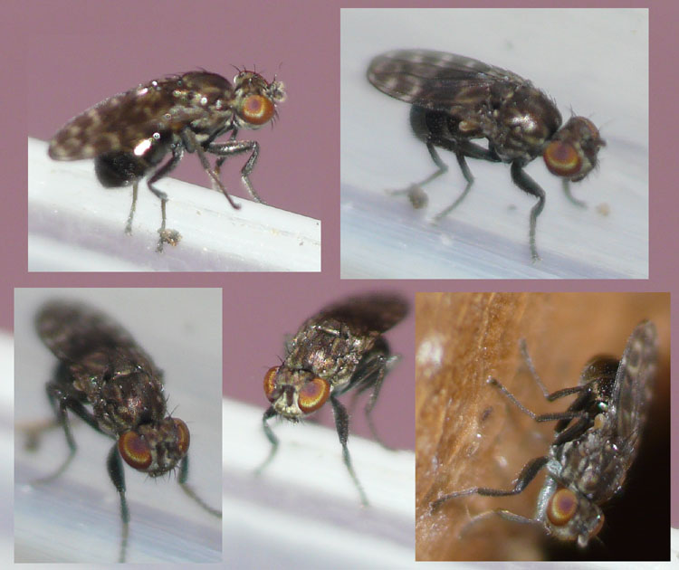 Limnellia fallax (Limnellia fallax) - Naturbasen