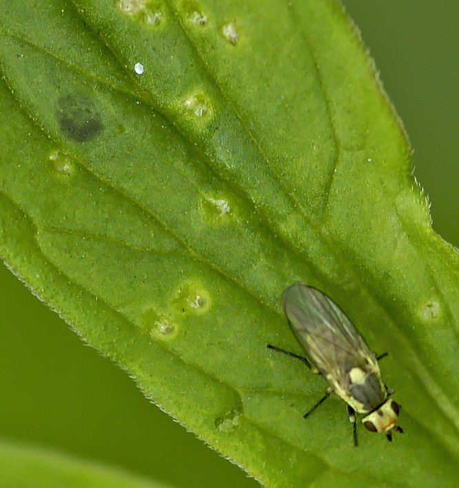 Napomyza elegans (Napomyza elegans) - Naturbasen