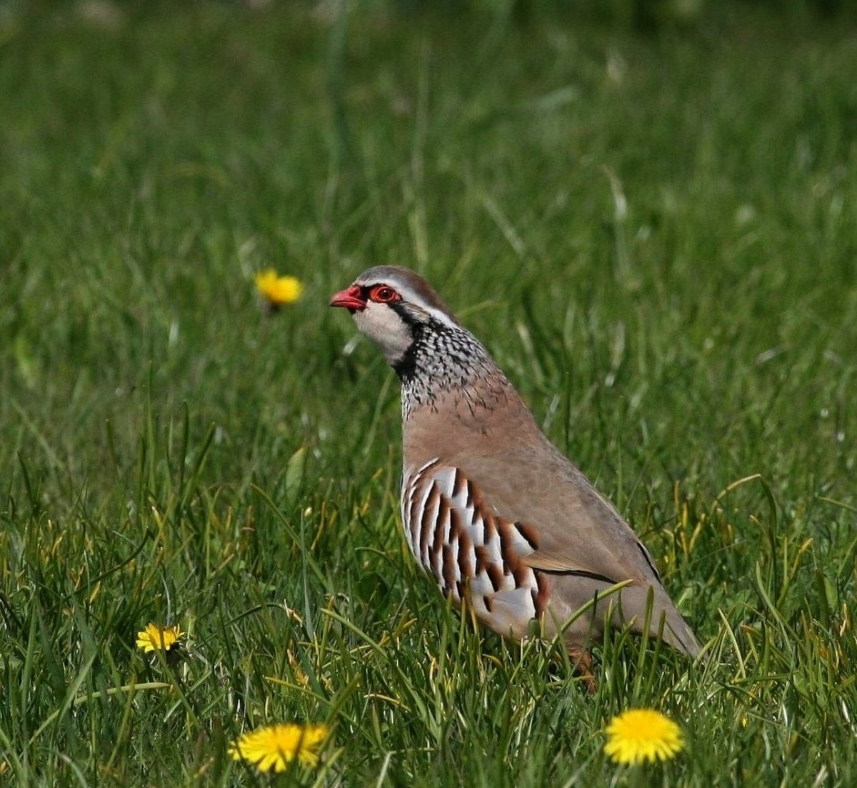 Rødhøne (Alectoris rufa) - Naturbasen