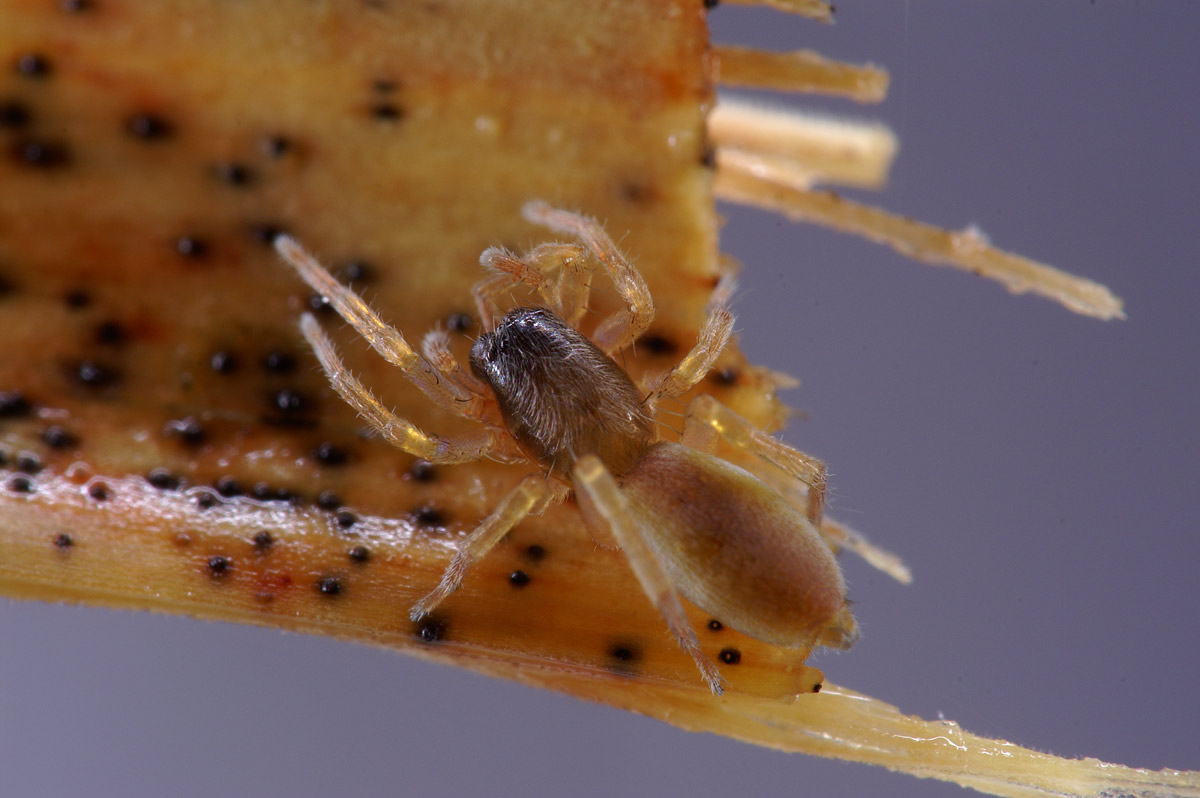 Arter der begynder med 'Adia ' - Naturbasen