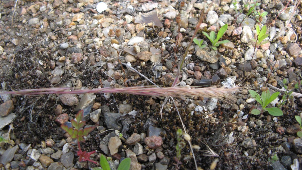 Randhåret Væselhale (Vulpia ciliata) - Naturbasen