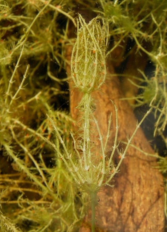 Chara polyacantha (Chara polyacantha) - Naturbasen