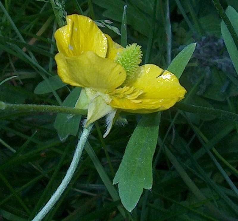 Balkan-Ranunkel (Ranunculus psilostachys) - Naturbasen