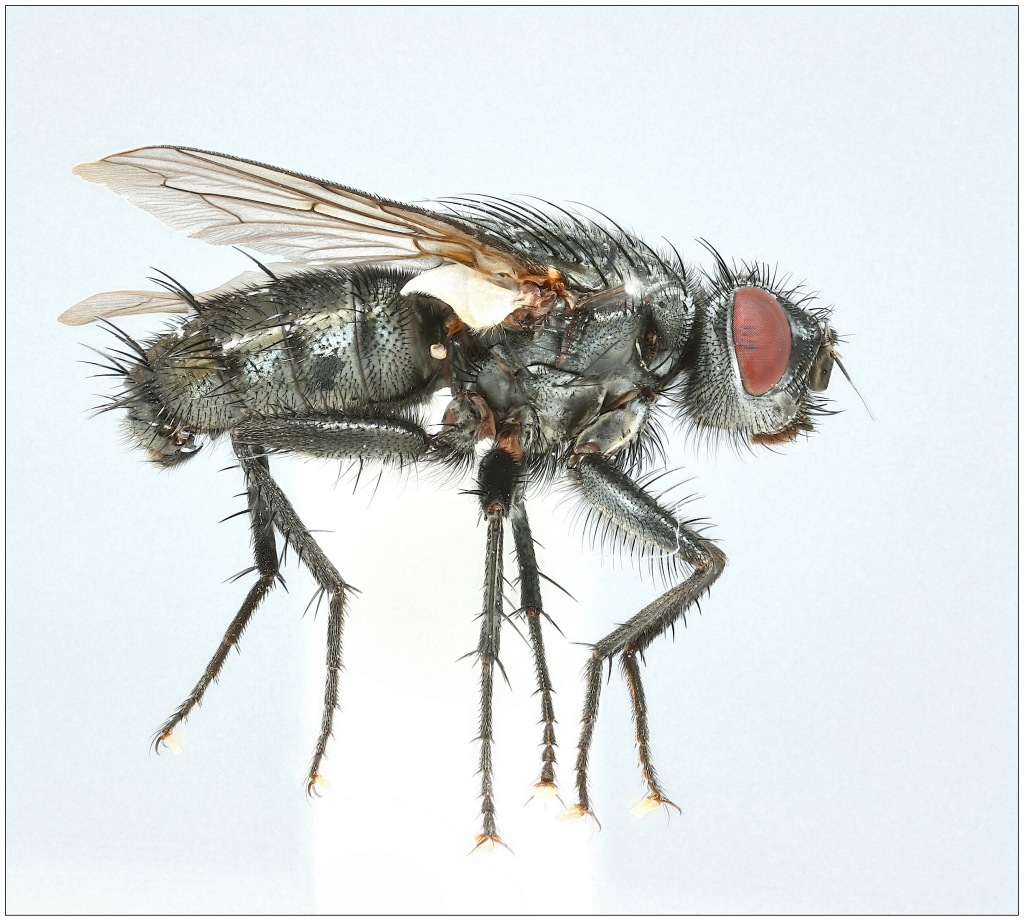 Brachicoma devia (Brachicoma devia) - Naturbasen