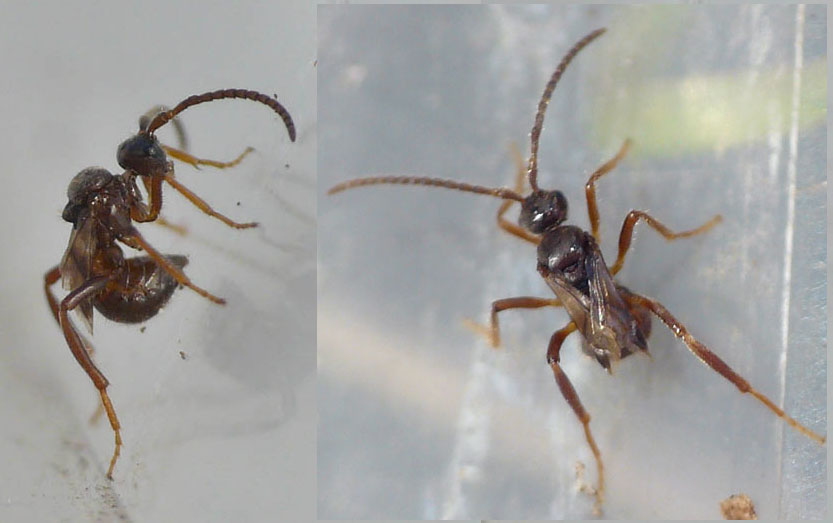 Paralipsis planus (Paralipsis planus) - Naturbasen