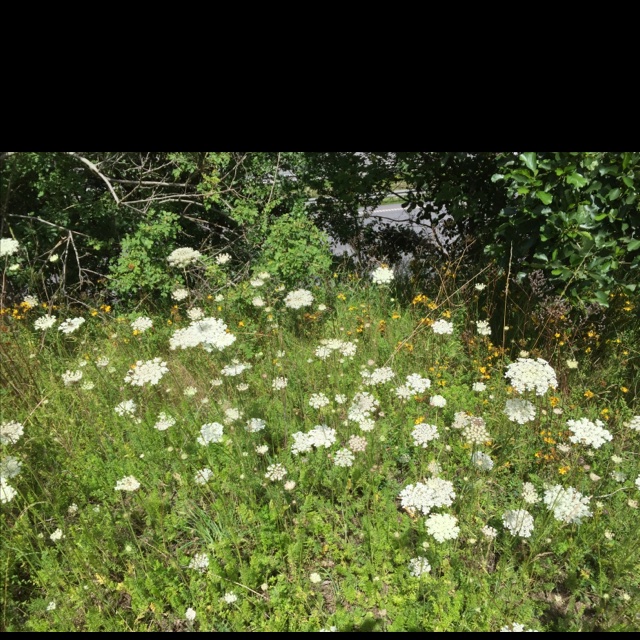 Vild Gulerod - Observation NB-2002913 - Naturbasen