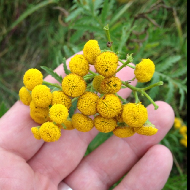 Rejnfan - Observation NB-2059883 - Naturbasen