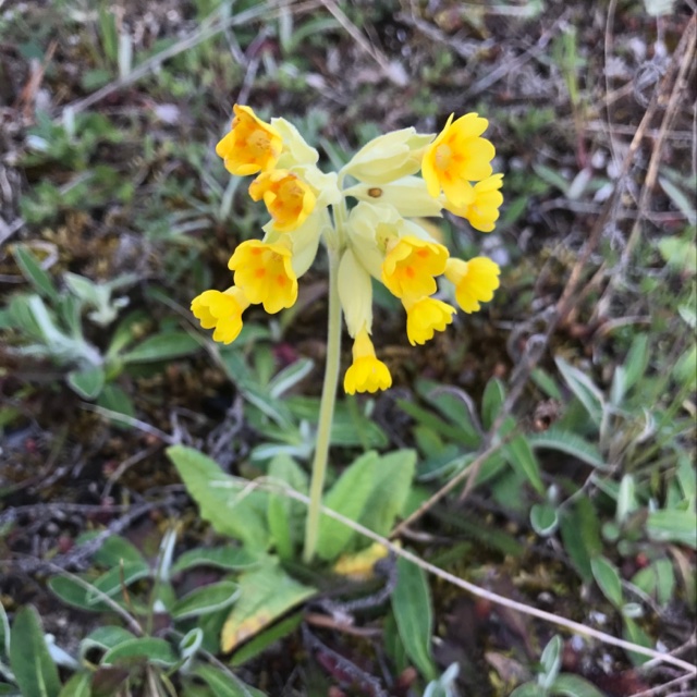 Hulkravet Kodriver - Observation NB-2222220 - Naturbasen