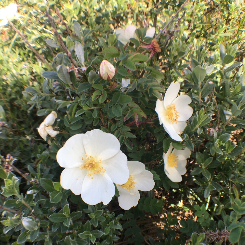 Klit-Rose - Observation NB-2268934 - Naturbasen
