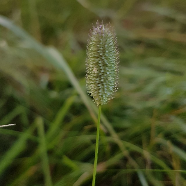 Knold-Rævehale (Alopecurus geniculatus var. bulbosus) - Naturbasen