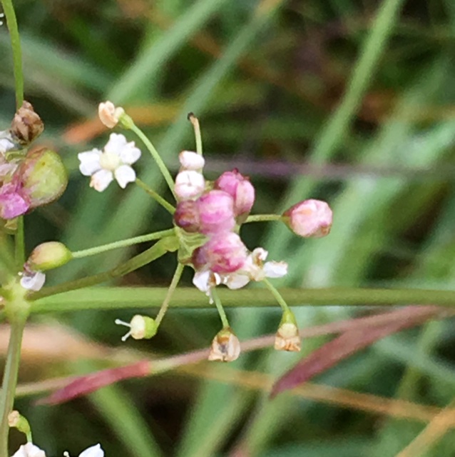 Contarinia umbellatarum (Contarinia umbellatarum) - Naturbasen
