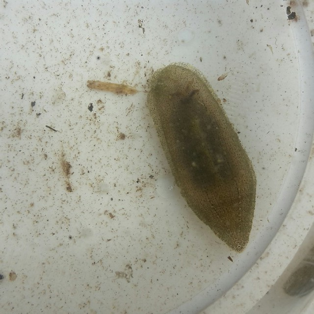 Planariidae (Planariidae) - Artsliste med billeder - Naturbasen