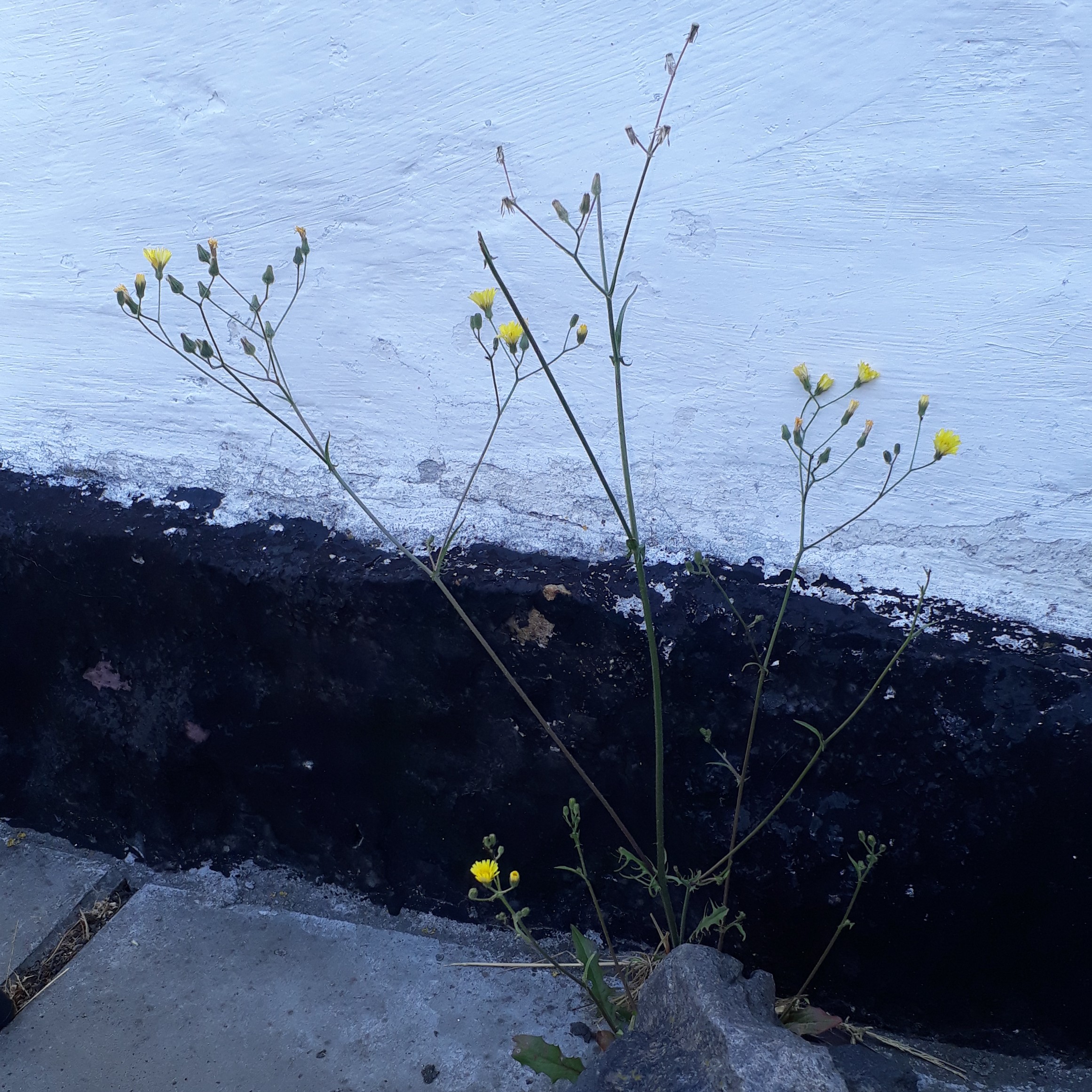 Crepis capillaris var. capillaris (Crepis capillaris var. capillaris ...