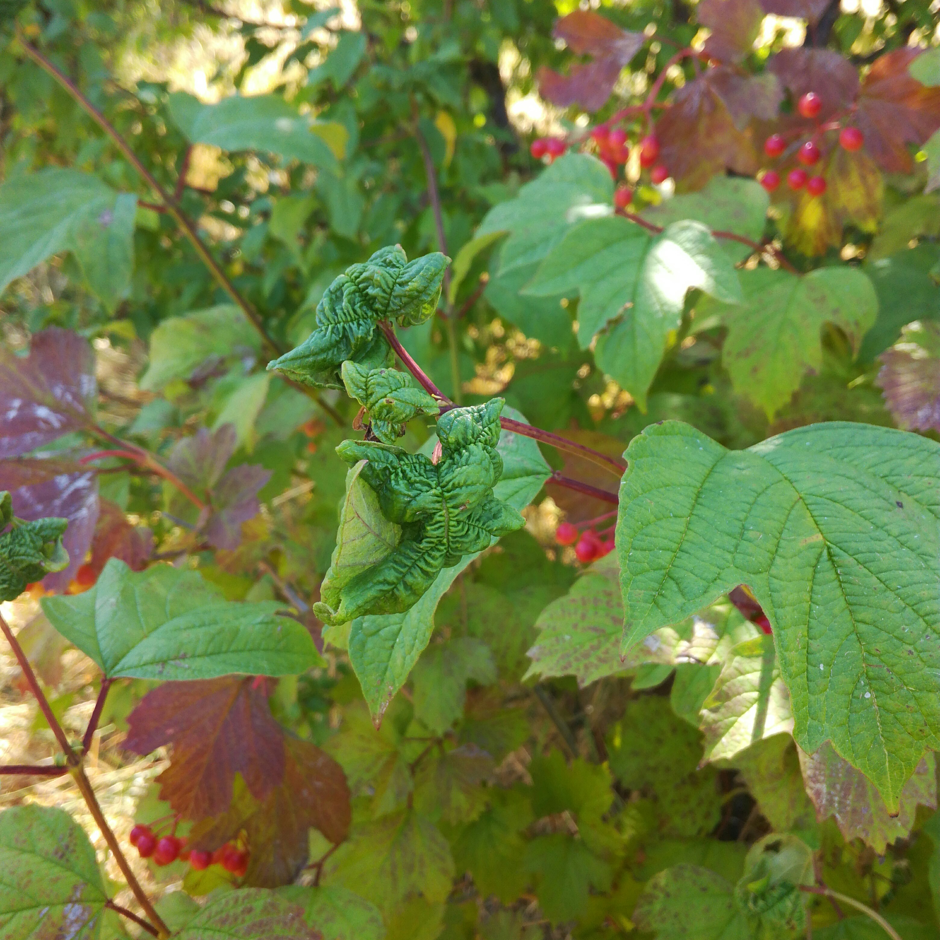 Arter der begynder med 'Orophia ' - Naturbasen