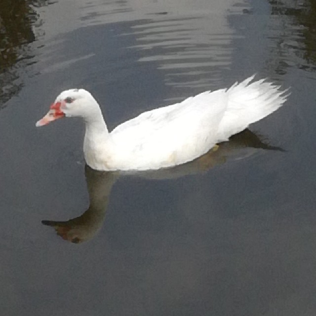 Moskusand - Observation NB-3193343 - Naturbasen