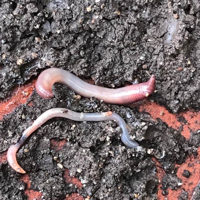 Stor Grå Orm (Aporrectodea tuberculata) - Naturbasen