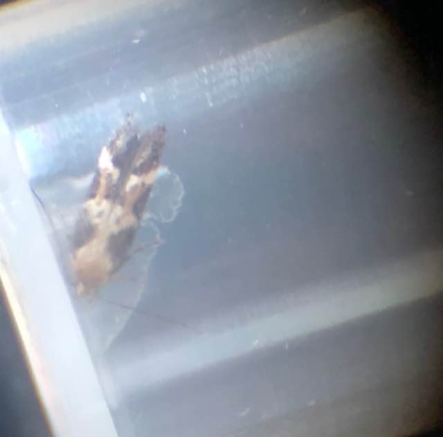 Mompha divisella - Observation NB-3303323 - Naturbasen