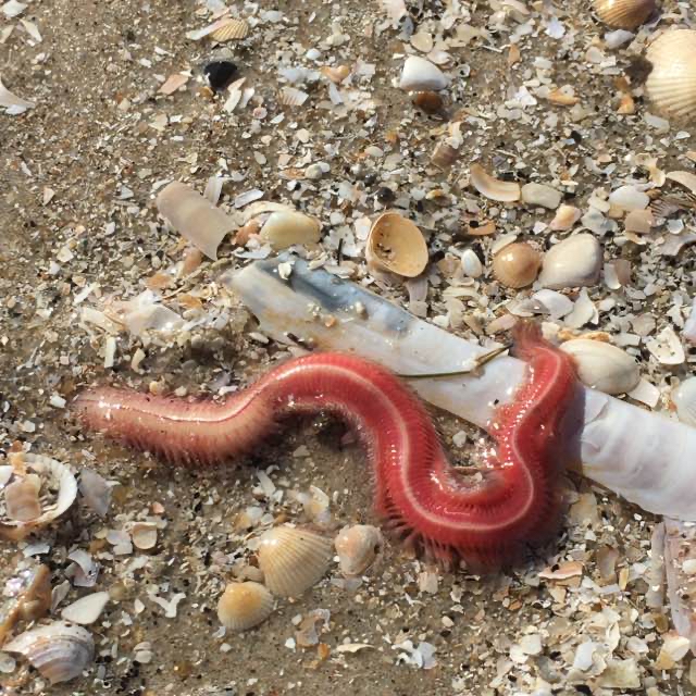 Nerilla antennata (Nerilla antennata) - Naturbasen