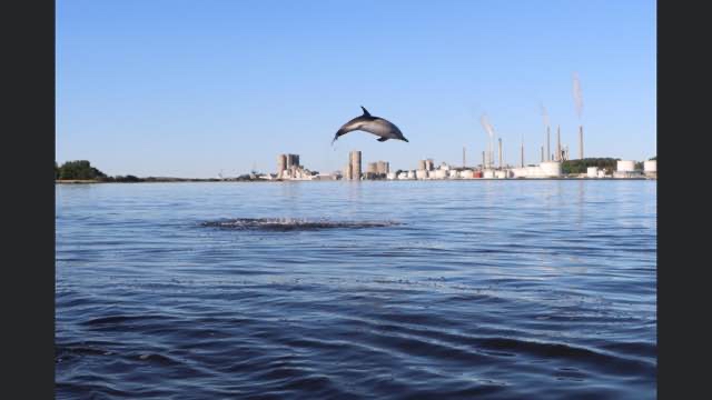 Almindelig Delfin (Delphinus delphis) - Naturbasen